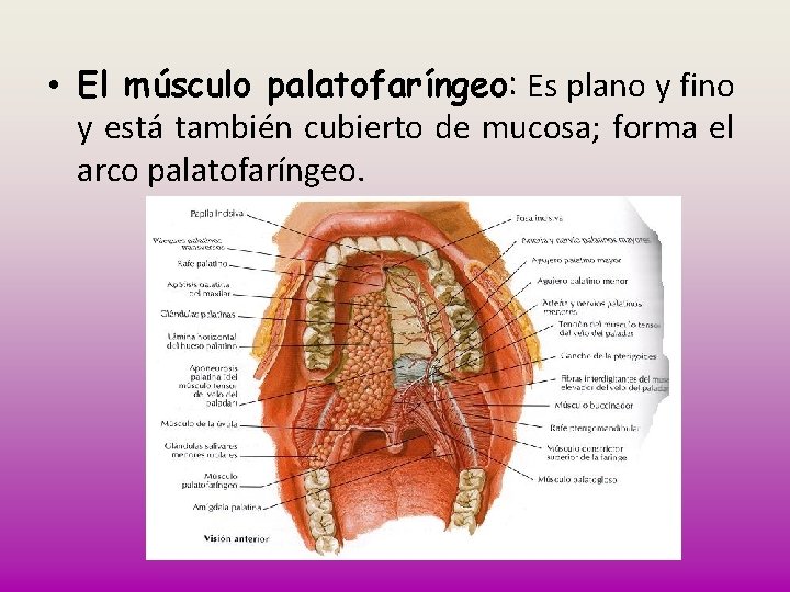 CAVIDAD ORAL Lengua Paladar blando Glndulas salivales POR