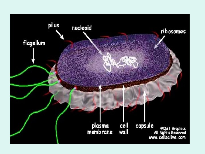 Cell types Prokaryote Eukaryote Single celled organisms Organisms