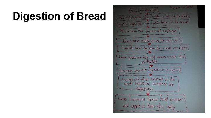 3 2 2 Digestive System Design Ebenezer EdemaSillo