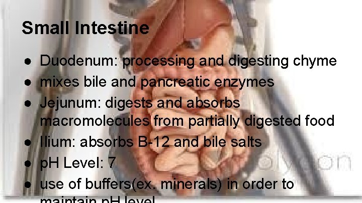 3 2 2 Digestive System Design Ebenezer EdemaSillo