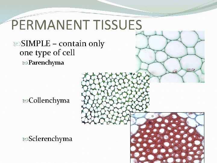 PLANT CELLS and TISSUES PLANT CELLS PLANT TISSUES