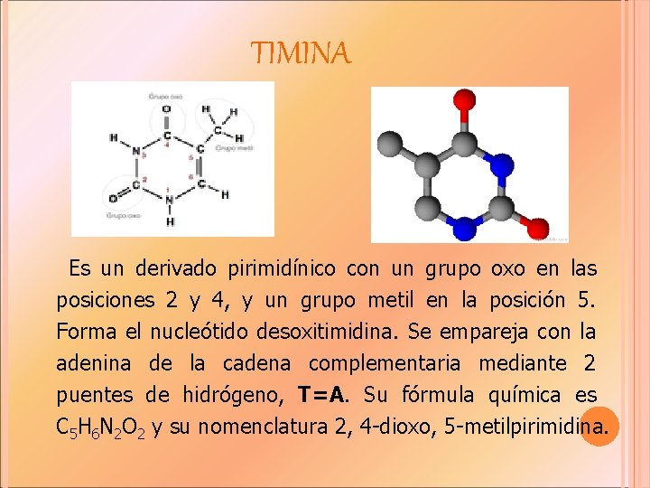 ADN QU ES EL ADN El cido desoxirribonucleico