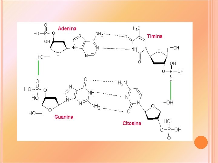 ADN QU ES EL ADN El cido desoxirribonucleico