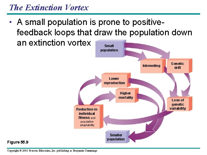 Chapter 55 Conservation Biology Copyright 2005 Pearson Education