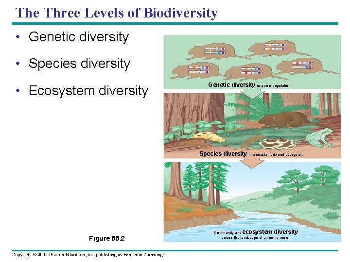 Chapter 55 Conservation Biology Copyright 2005 Pearson Education