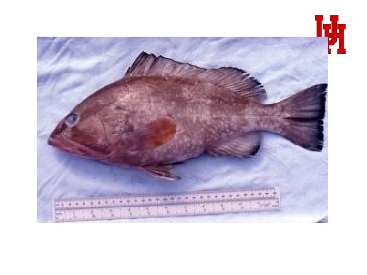 Linguistic Canons of Construction An Overview Tracy Hester