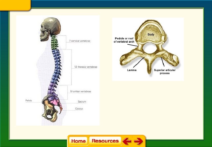 Chapter 28 Fishes and Amphibians Section 1 Fishes