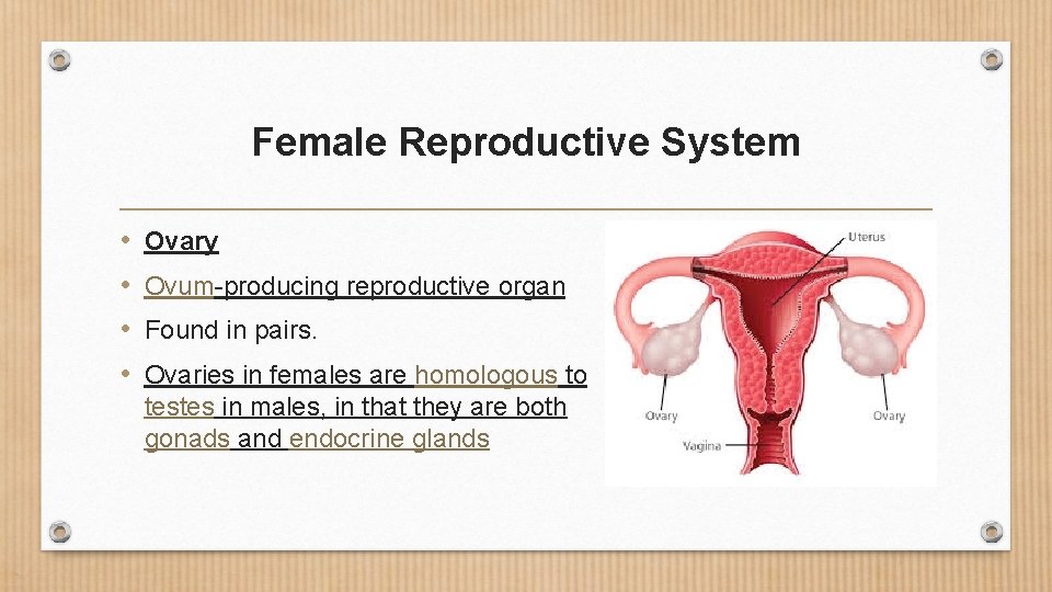 Male and Female Reproductive Systems 9 th Grade