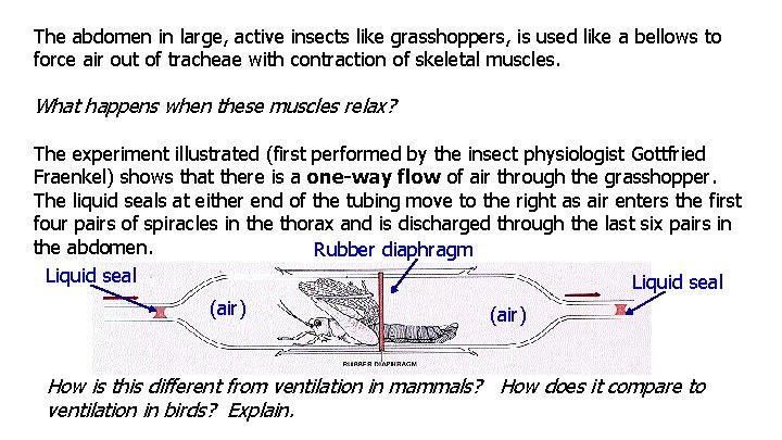 AS EXCHANGE IN ANIMAL Gas Exchange in Animals