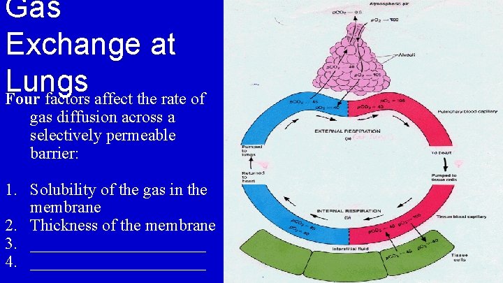 AS EXCHANGE IN ANIMAL Gas Exchange in Animals