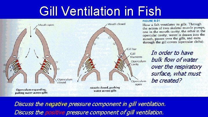 AS EXCHANGE IN ANIMAL Gas Exchange in Animals
