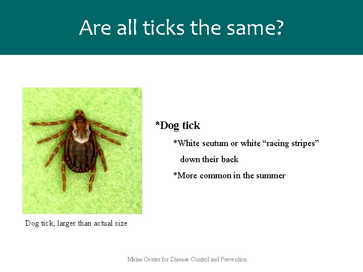 Dont Let the Ticks Bite Maine Center for