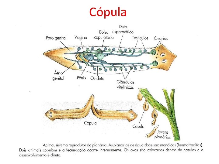 FILO PLATYHELMINTHES Planrias Esquistossomo e Tnias Caractersticas Gerais