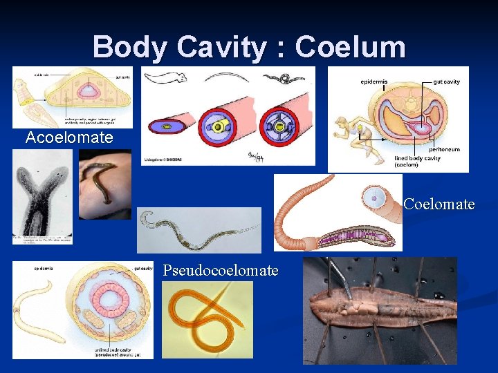 Life Chapter 12 Part 1 Phyla Porifera Cnidaria
