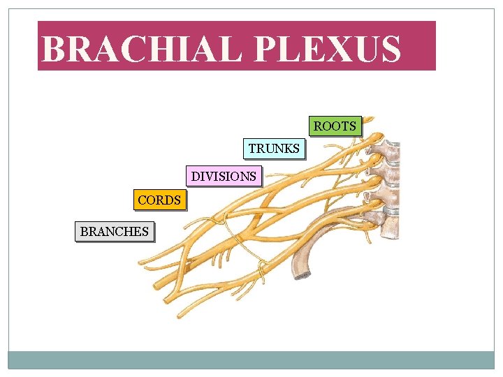 BRACHIAL PLEXUS BRACHILAL PLEXUS The brachial plexus is