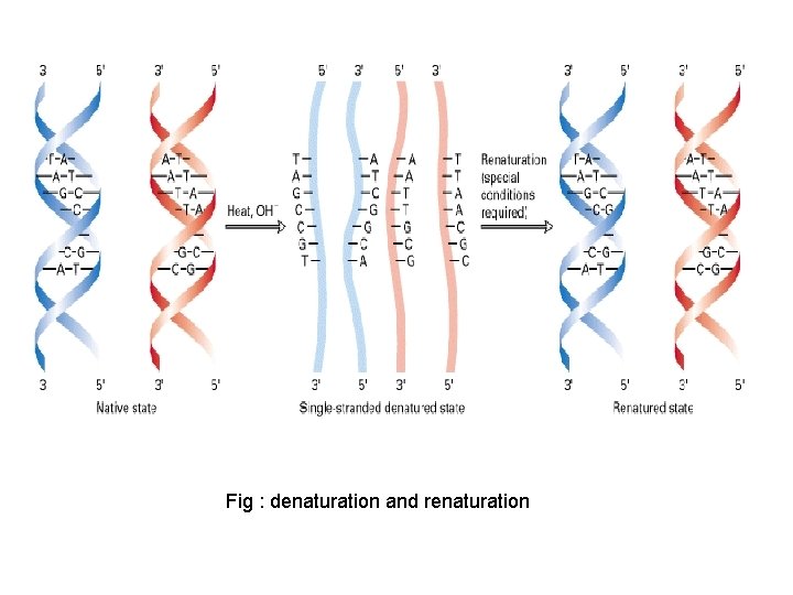 Tools used in Molecular Biology Fig A Basic