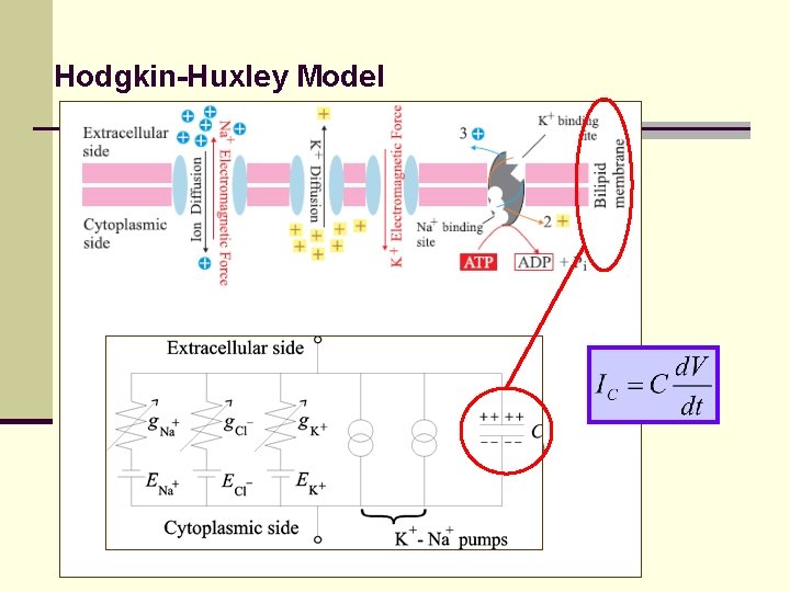 Bo Deng University of NebraskaLincoln Outlines HodgkinHuxley Model