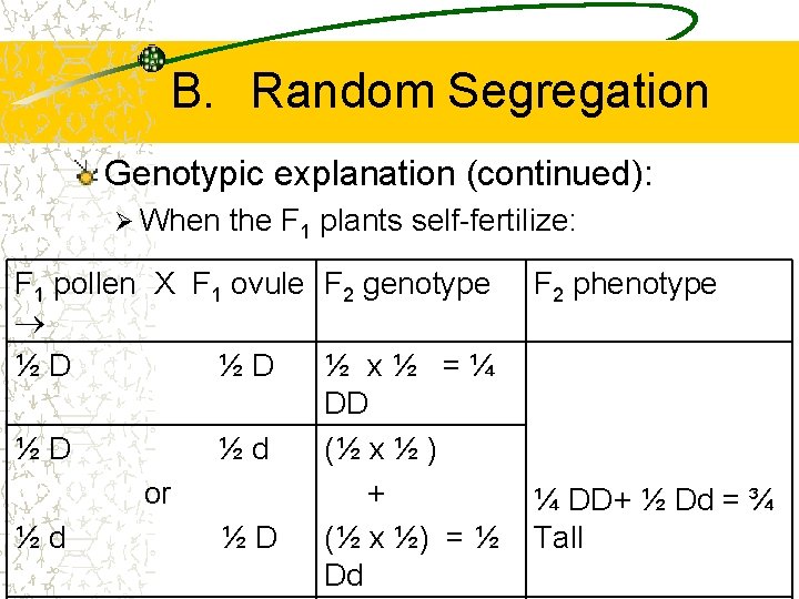 Segregation Assortment and Dominance Relationships A B C