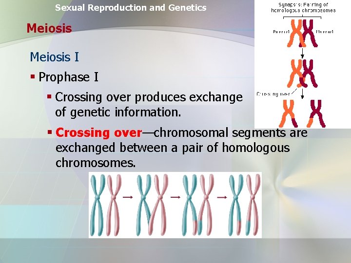 Meiosis Sexual Reproduction Sexual Reproduction and Genetics Meiosis