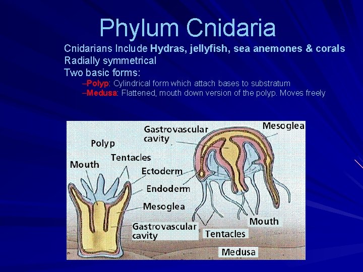 Phylum Cnidarians Include Hydras jellyfish sea anemones corals