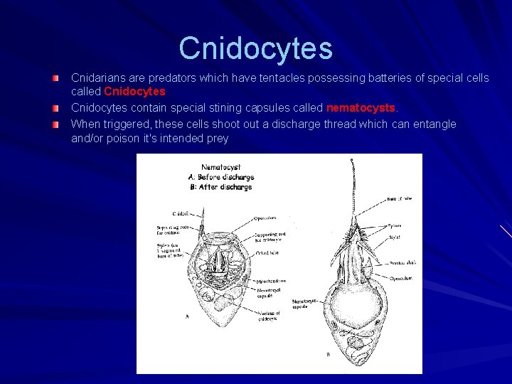 Phylum Cnidarians Include Hydras jellyfish sea anemones corals