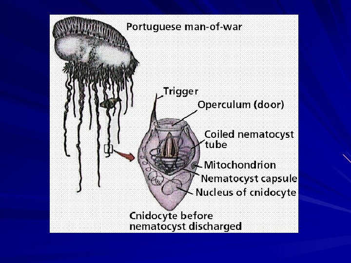 Phylum Cnidarians Include Hydras jellyfish sea anemones corals