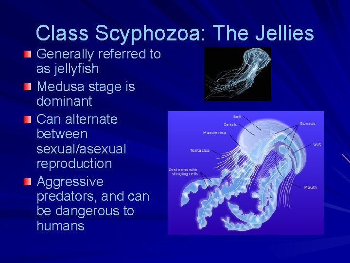 Phylum Cnidarians Include Hydras jellyfish sea anemones corals