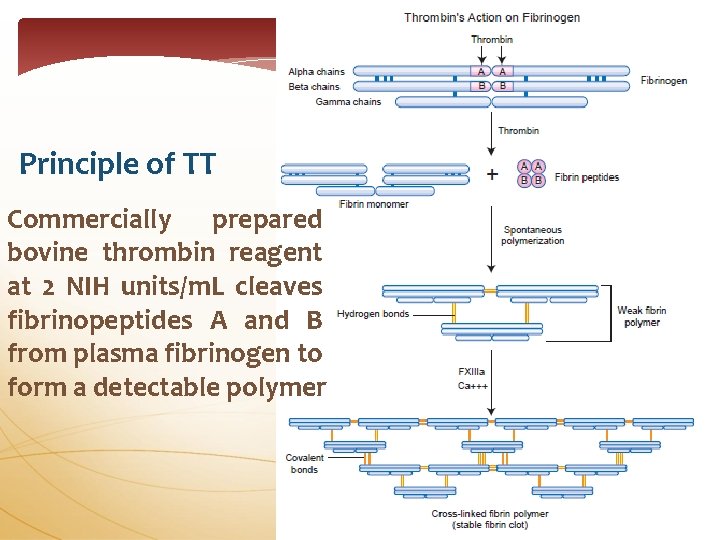 Tests to Measure Fibrin formation Mr Mohammed A