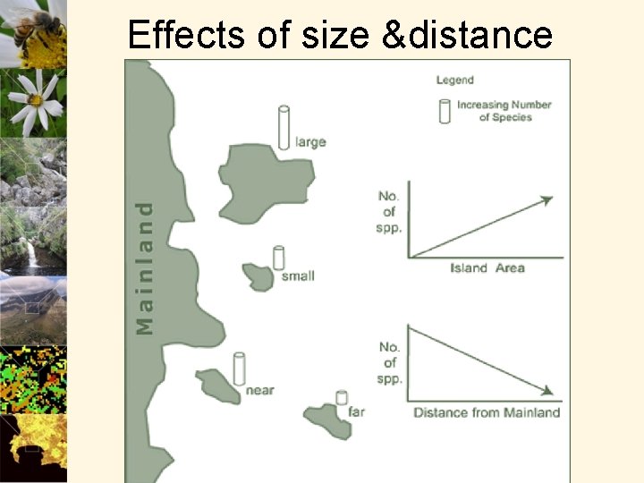 BCB 322 Landscape Ecology Lecture 3 Theories Models