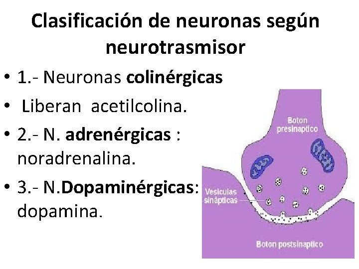 Unidad Sistema Nervioso La Neurona Es la unidad