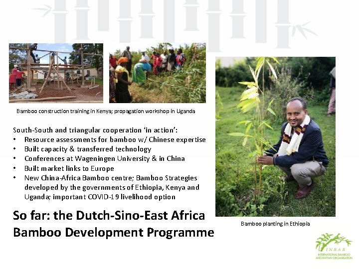 Bamboo a natural climate solution in the Global