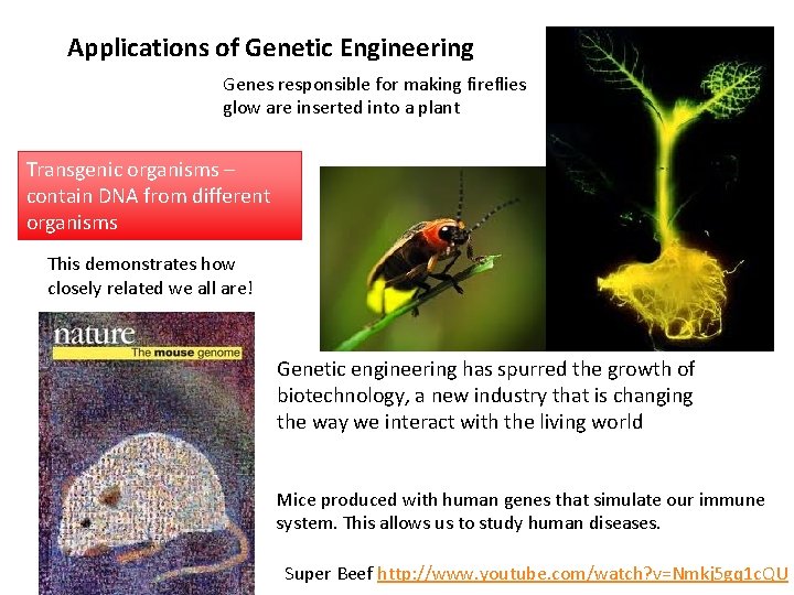 Chapter 13 Genetic Engineering Changing the living world