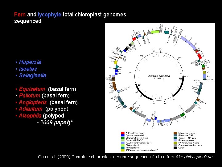 Genomics of Ferns and Lycophytes Chapter 6 Structure