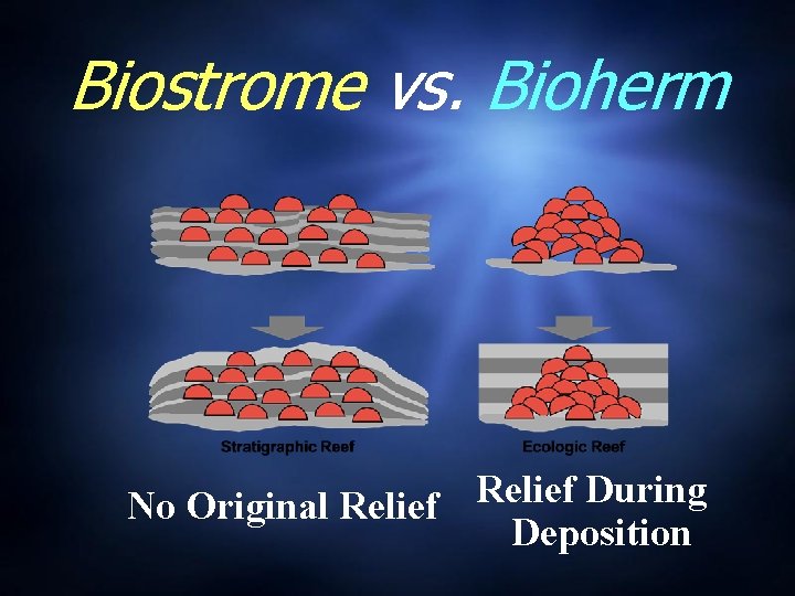 Coral Reef Geology What is a Reef Wilson