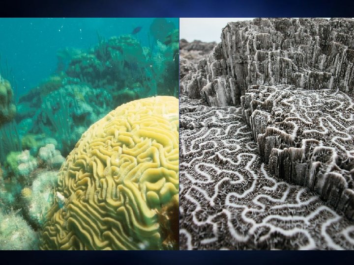 Coral Reef Geology What is a Reef Wilson