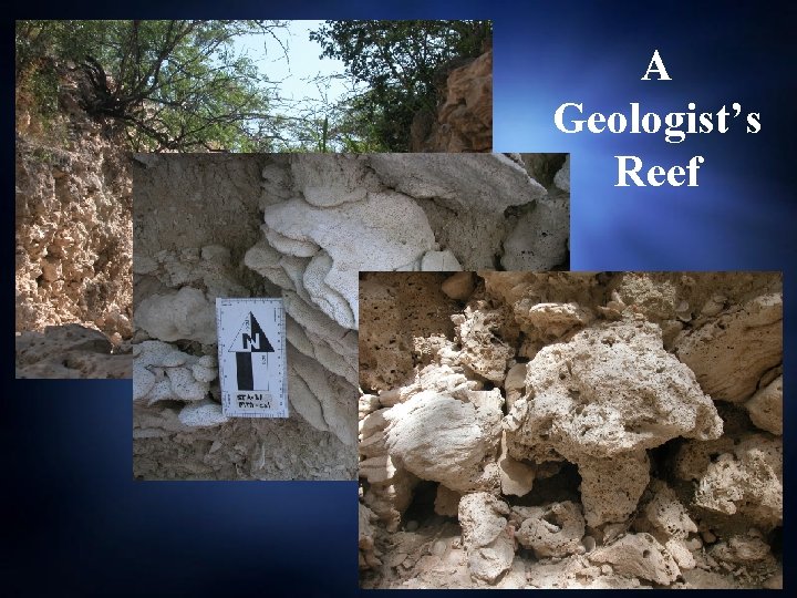 Coral Reef Geology What is a Reef Wilson
