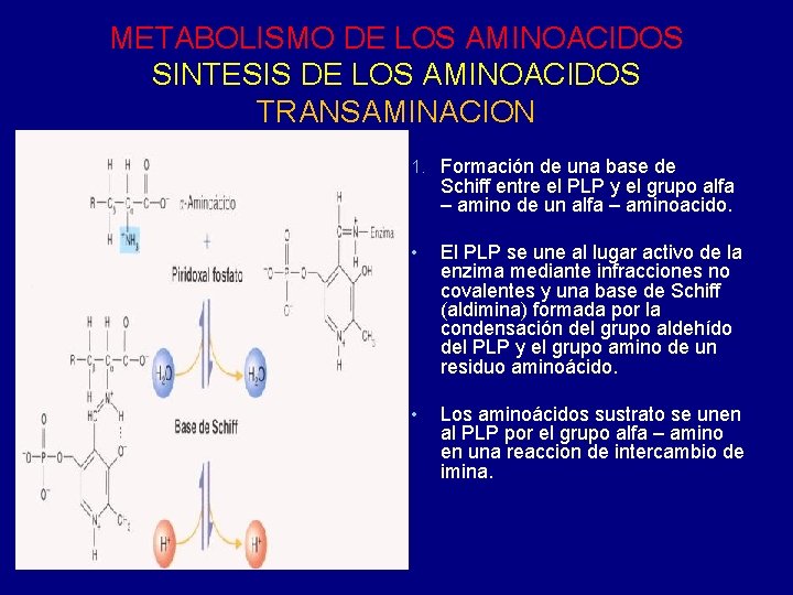 METABOLISMO DE LOS AMINOACIDOS SINTESIS METABOLISMO DE LOS