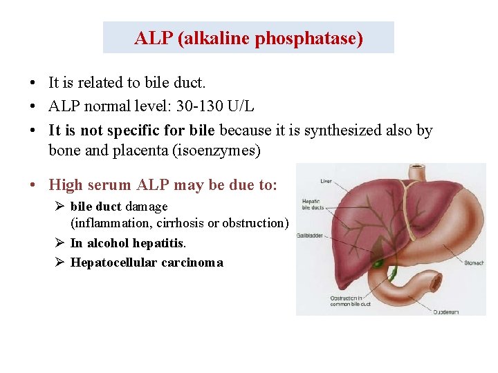 Liver Function profile LFT Enzymes Khadija Balubaid KAUFaculty