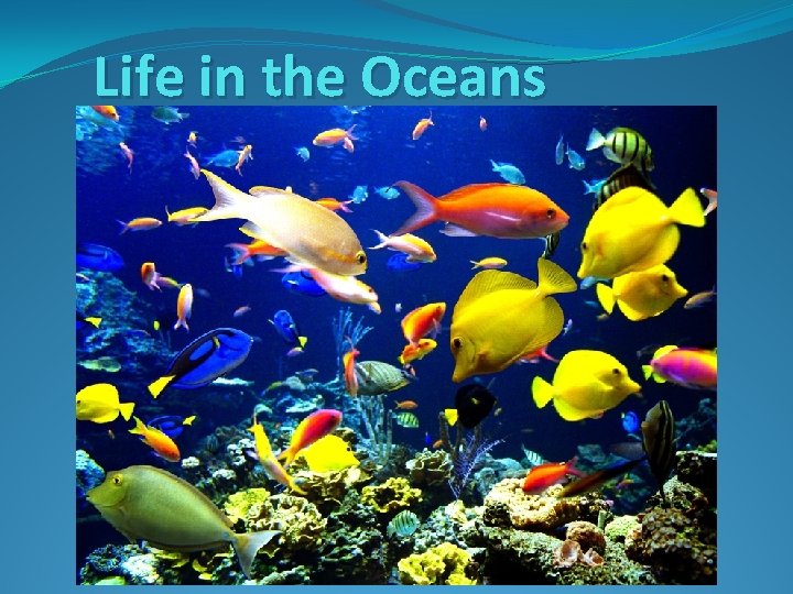 Life in the Oceans The Diversity of Ocean