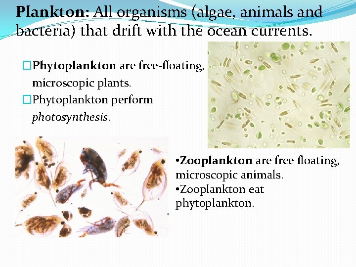 Life in the Oceans The Diversity of Ocean