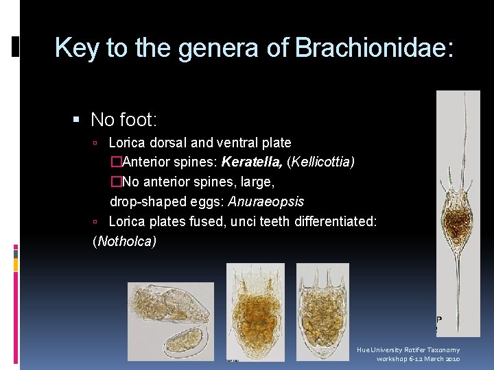Rotifer Identification The Brachionidae Hue University Rotifer Taxonomy