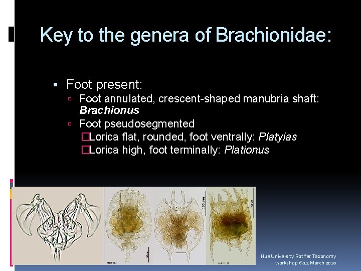 Rotifer Identification The Brachionidae Hue University Rotifer Taxonomy