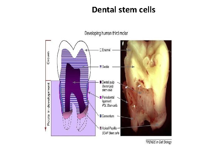 Differentiation study of periodontal ligament stem cells to