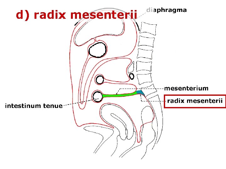 A hashrtya peritoneum 1 A hashrtya lemezei a
