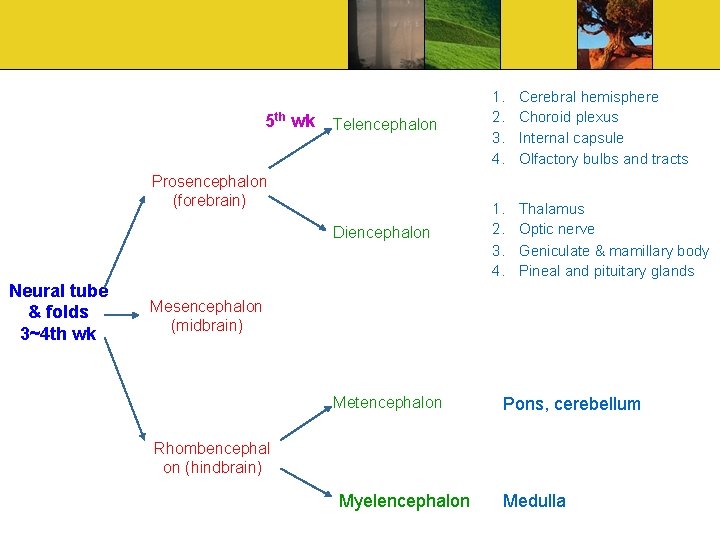 Fetal Brain Anomalies Part III Holoprosencephaly HPE Severe