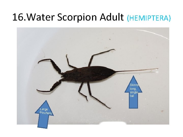 Aquatic Insect Self Test By Anna Rennie Marine