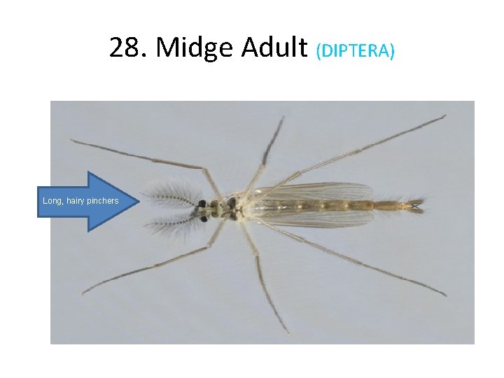 Aquatic Insect Self Test By Anna Rennie Marine