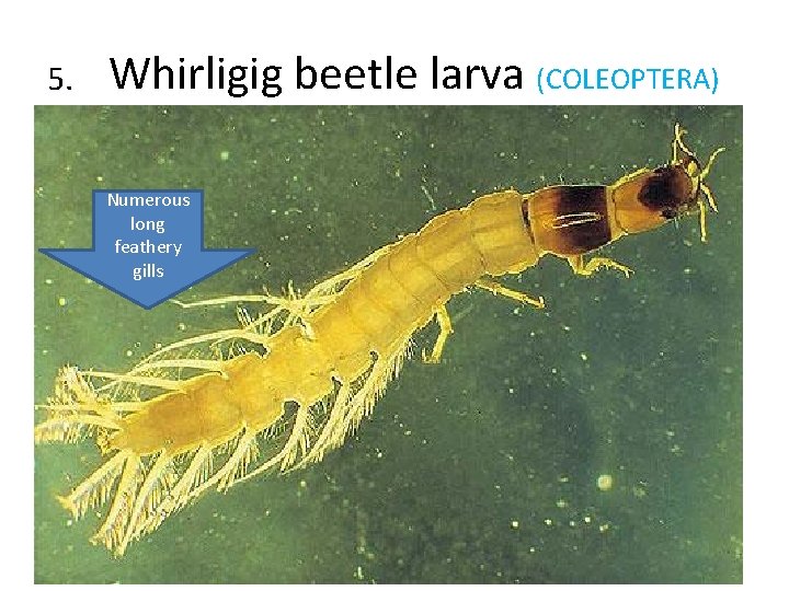 Aquatic Insect Self Test By Anna Rennie Marine