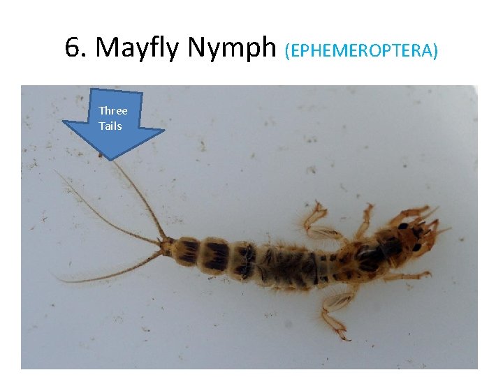 Aquatic Insect Self Test By Anna Rennie Marine