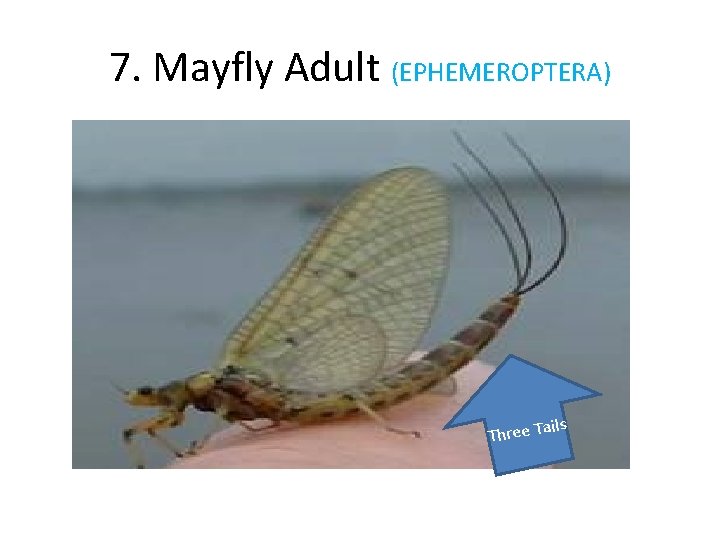 Aquatic Insect Self Test By Anna Rennie Marine